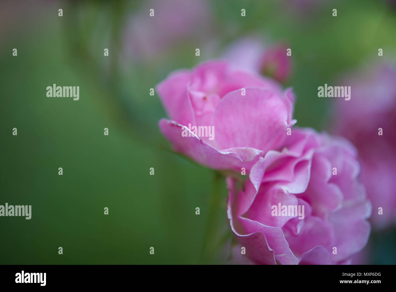 Photo in color and close-up of a small bouquet of roses, with a green ...