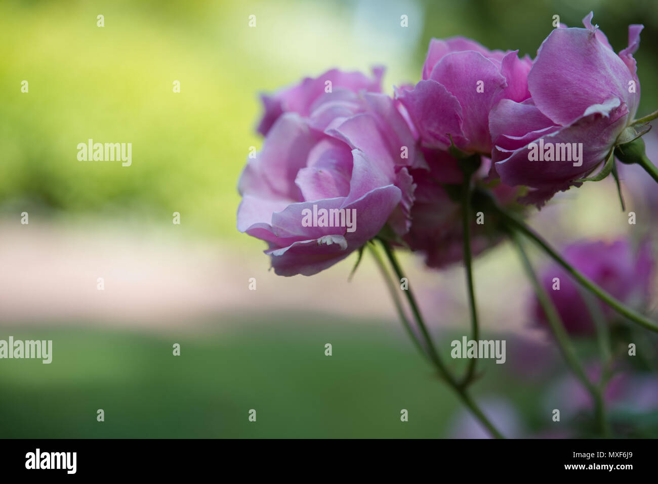 Photo in color and close-up of a small bouquet of roses, with a green ...