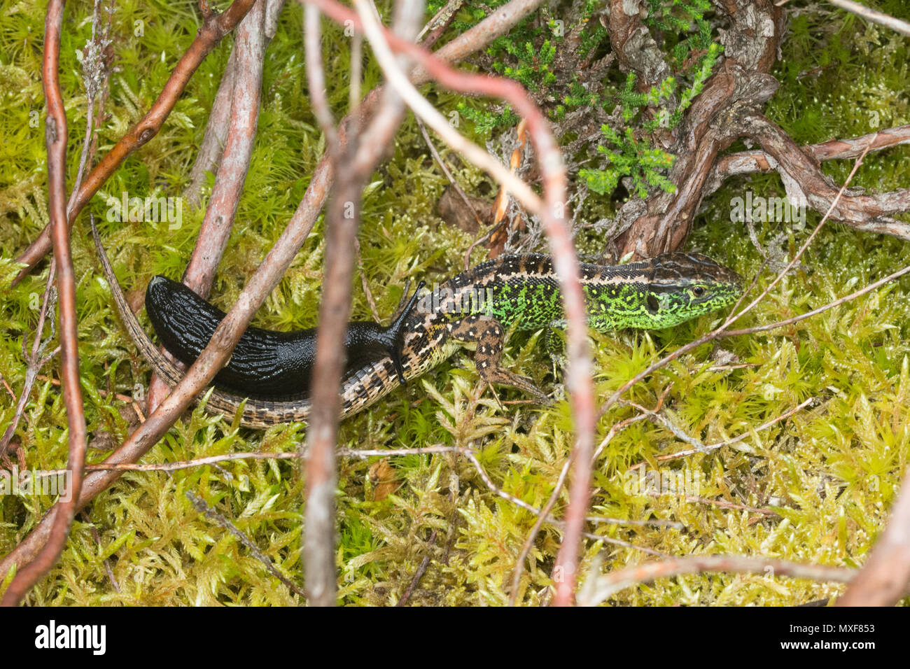 Black slug crawling over wet hi-res stock photography and images - Alamy