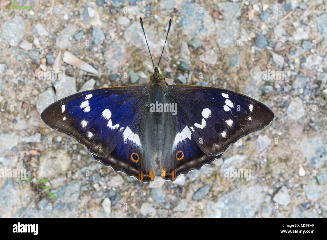 Purple emperor butterfly hi-res stock photography and images - Alamy