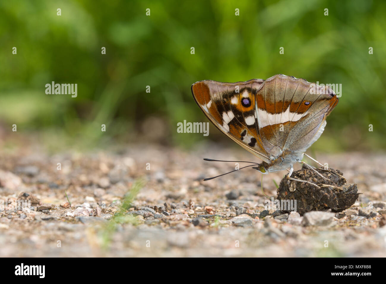 Stunning purple emperor butterfly (Apatura iris) collecting minerals ...