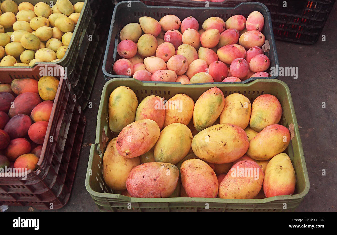 Riped mango hi-res stock photography and images - Alamy