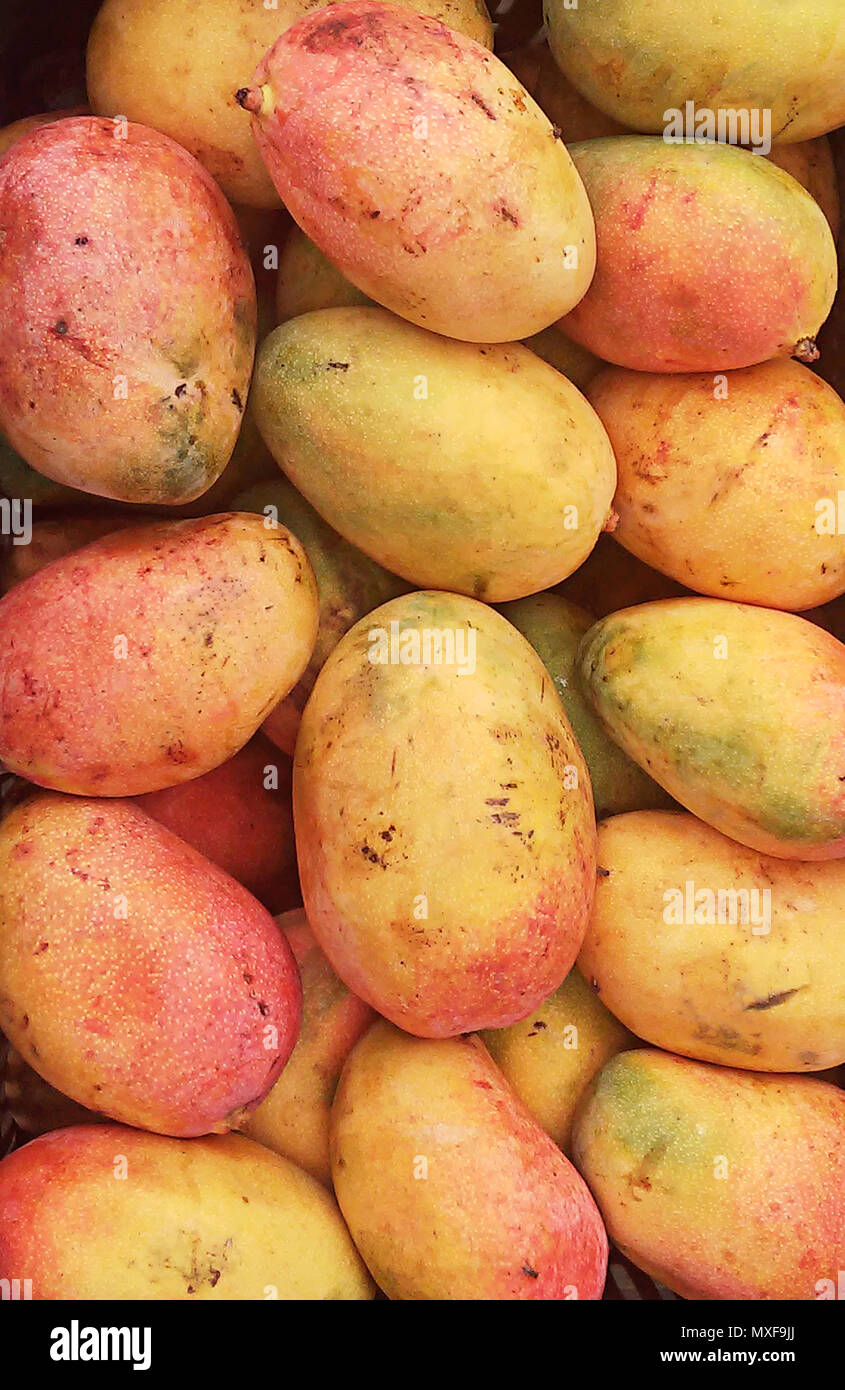 Riped mango hi-res stock photography and images - Alamy