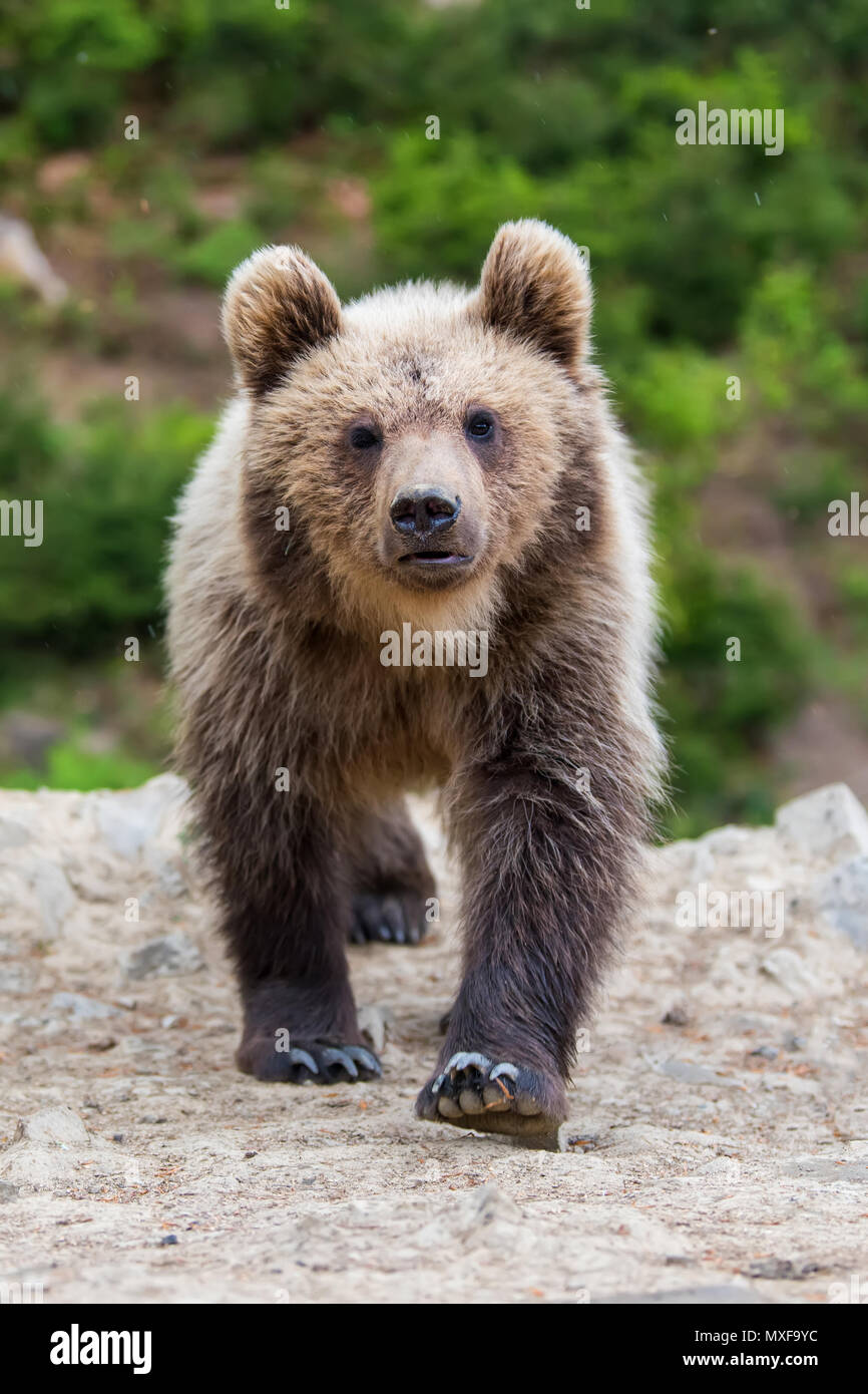 Brown bear cub in the forest. Animal in the nature habitat Stock Photo ...