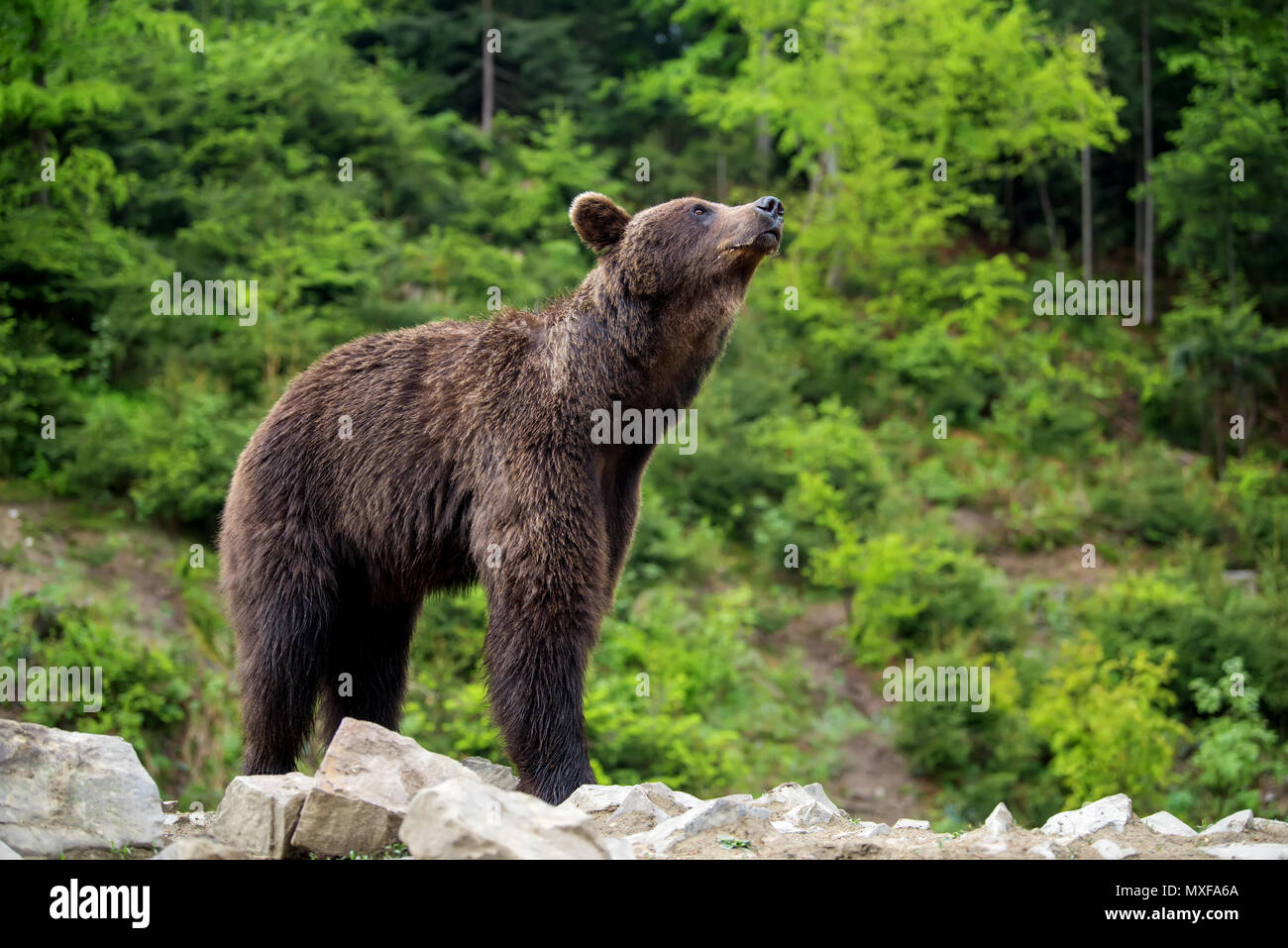 European brown bear in a forest. Wild animal in the nature habitat ...