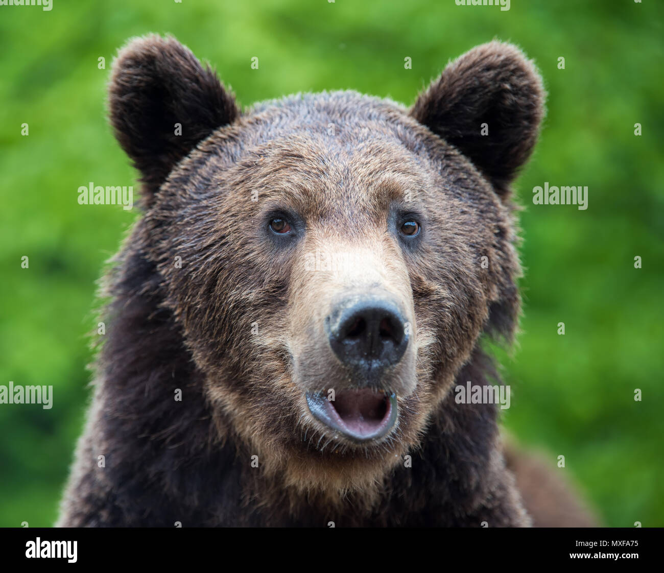 Brown bear nose hi-res stock photography and images - Alamy