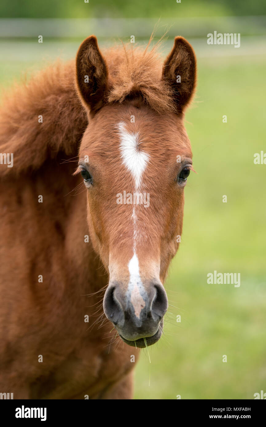 Beautiful young colt foal hi-res stock photography and images - Alamy