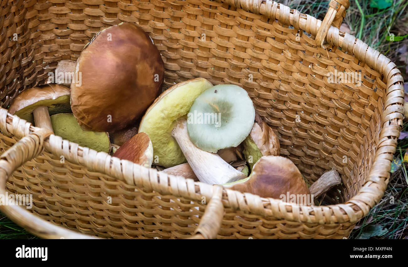 In a clearing in the woods large wicker basket with a variety of ...