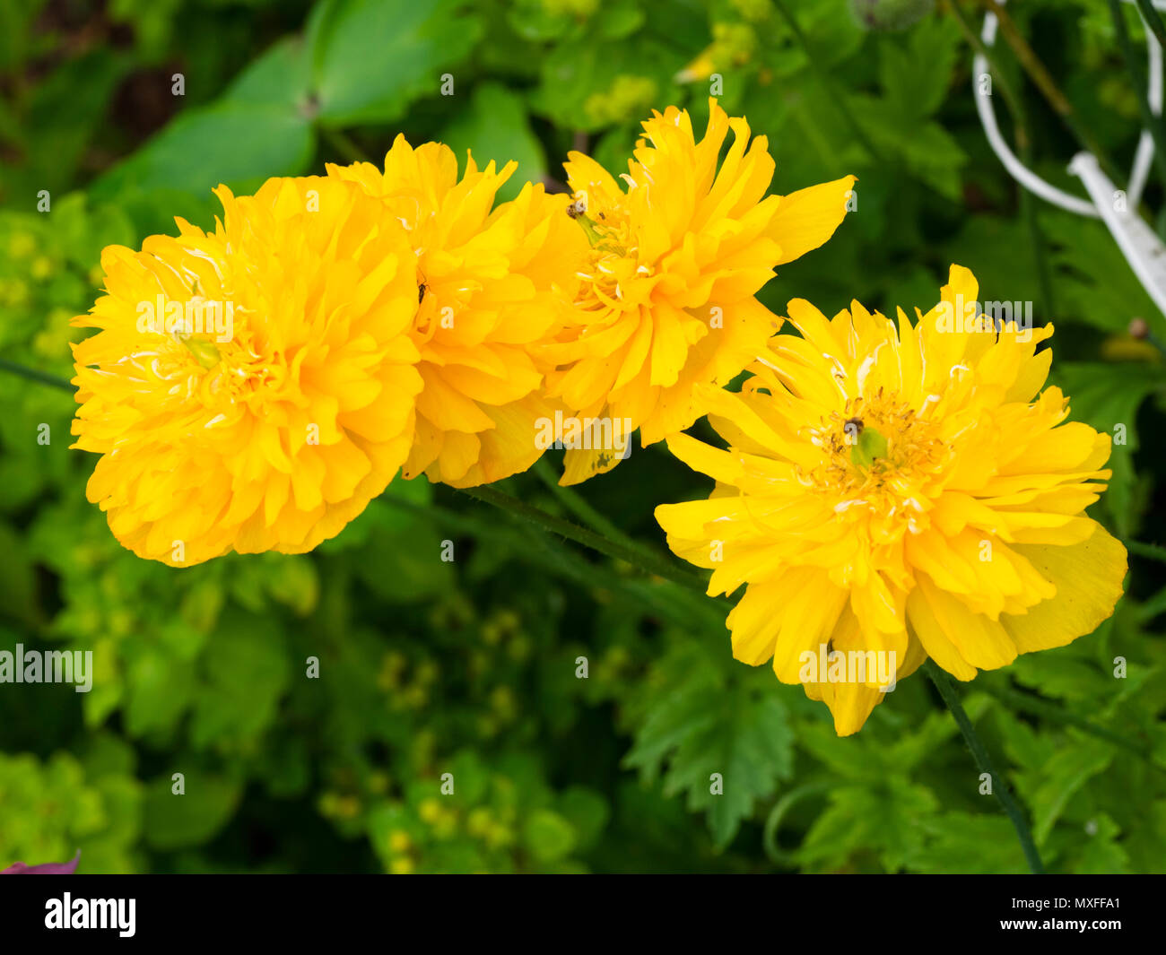 Double form of the yellow flowered Welsh poppy, Papaver cambricum Stock ...