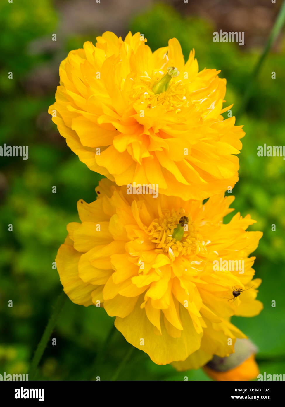 Double form of the yellow flowered Welsh poppy, Papaver cambricum Stock ...
