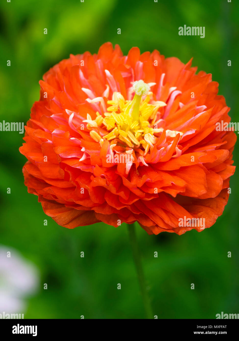 Double red form of the normally yellow flowered Welsh poppy, Papaver ...