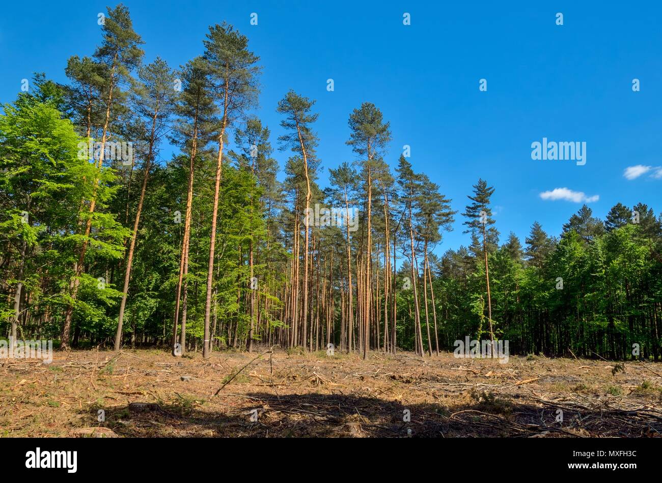 Industrial works in nature. Felling of trees in the forest Stock Photo ...