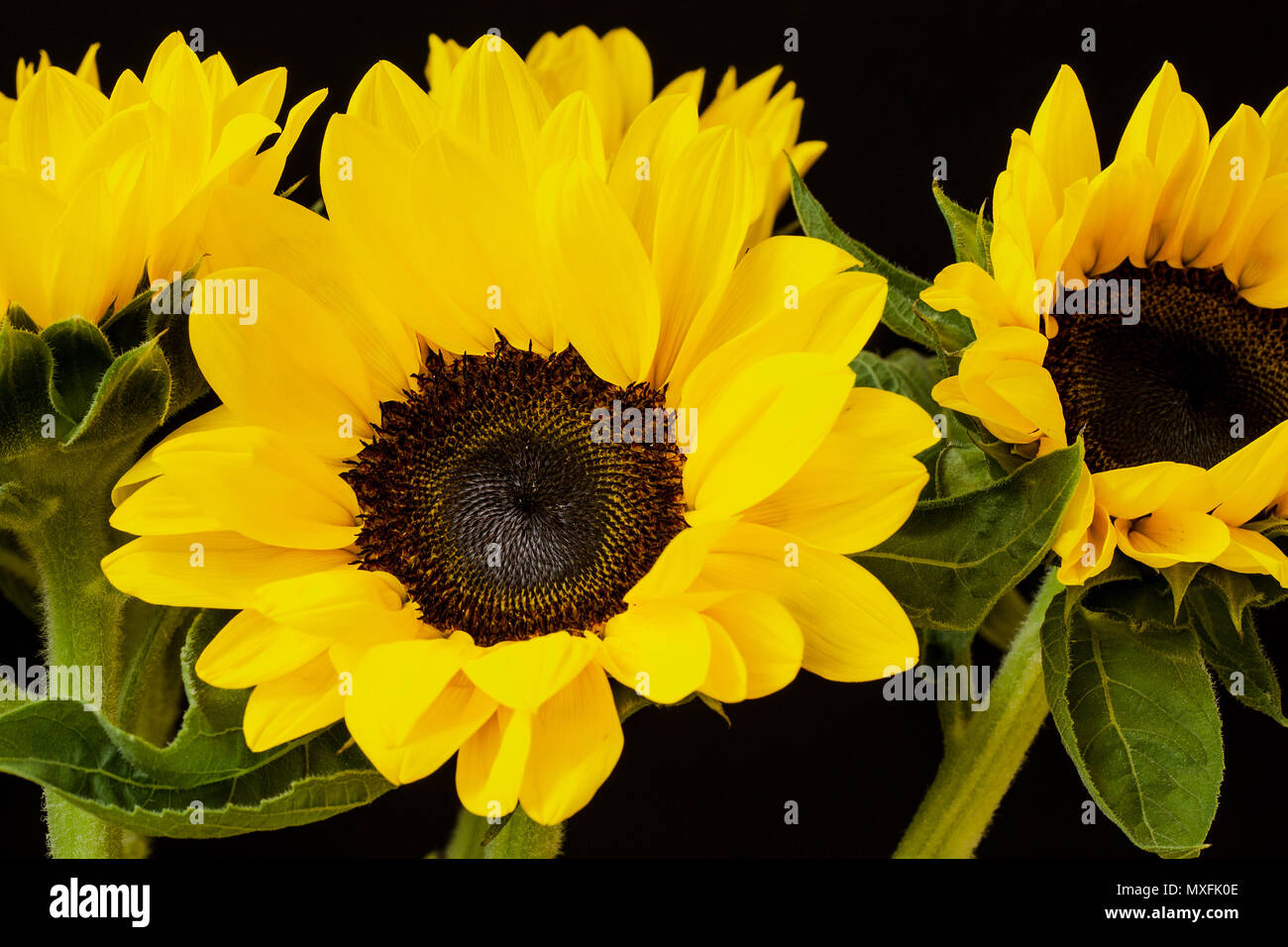 Black and yellow sunflower hi-res stock photography and images - Alamy