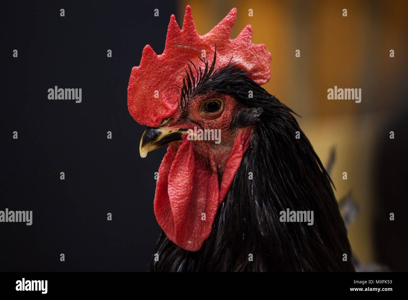 Big Black Rooster