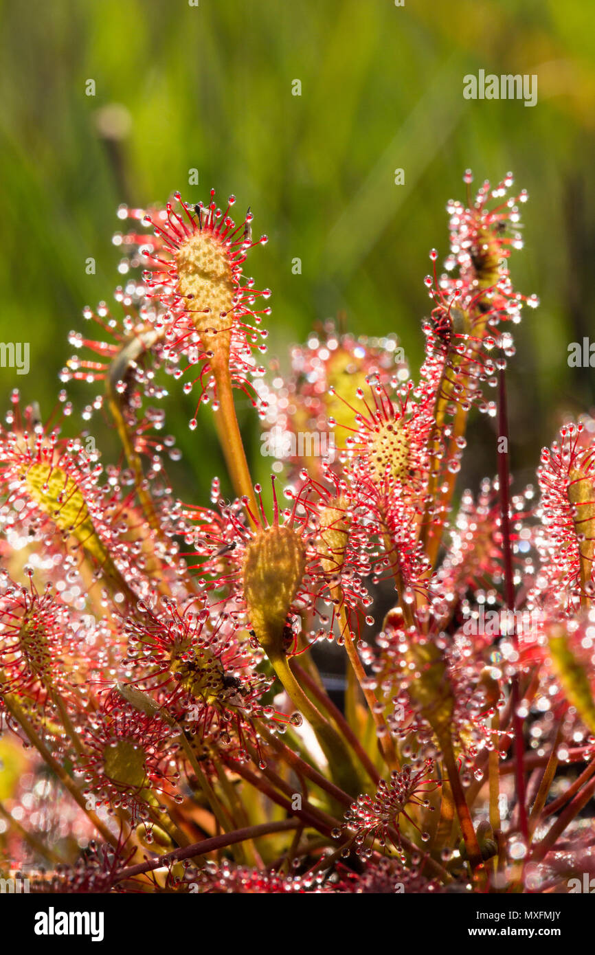 Oblong leaved sundews hi-res stock photography and images - Alamy