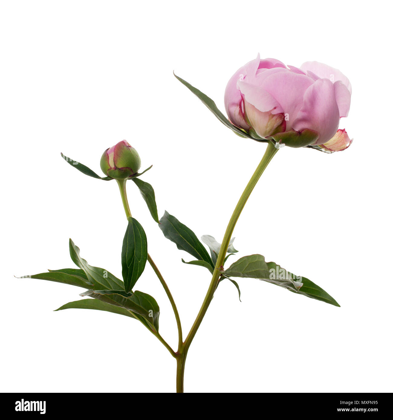 Pink peony flower isolated on white Stock Photo - Alamy
