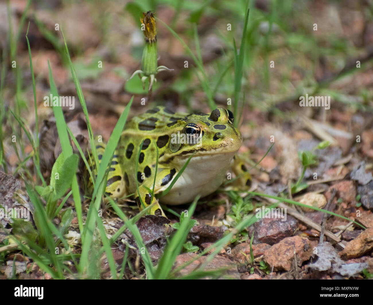 green frog with black spots on gravel Stock Photo - Alamy