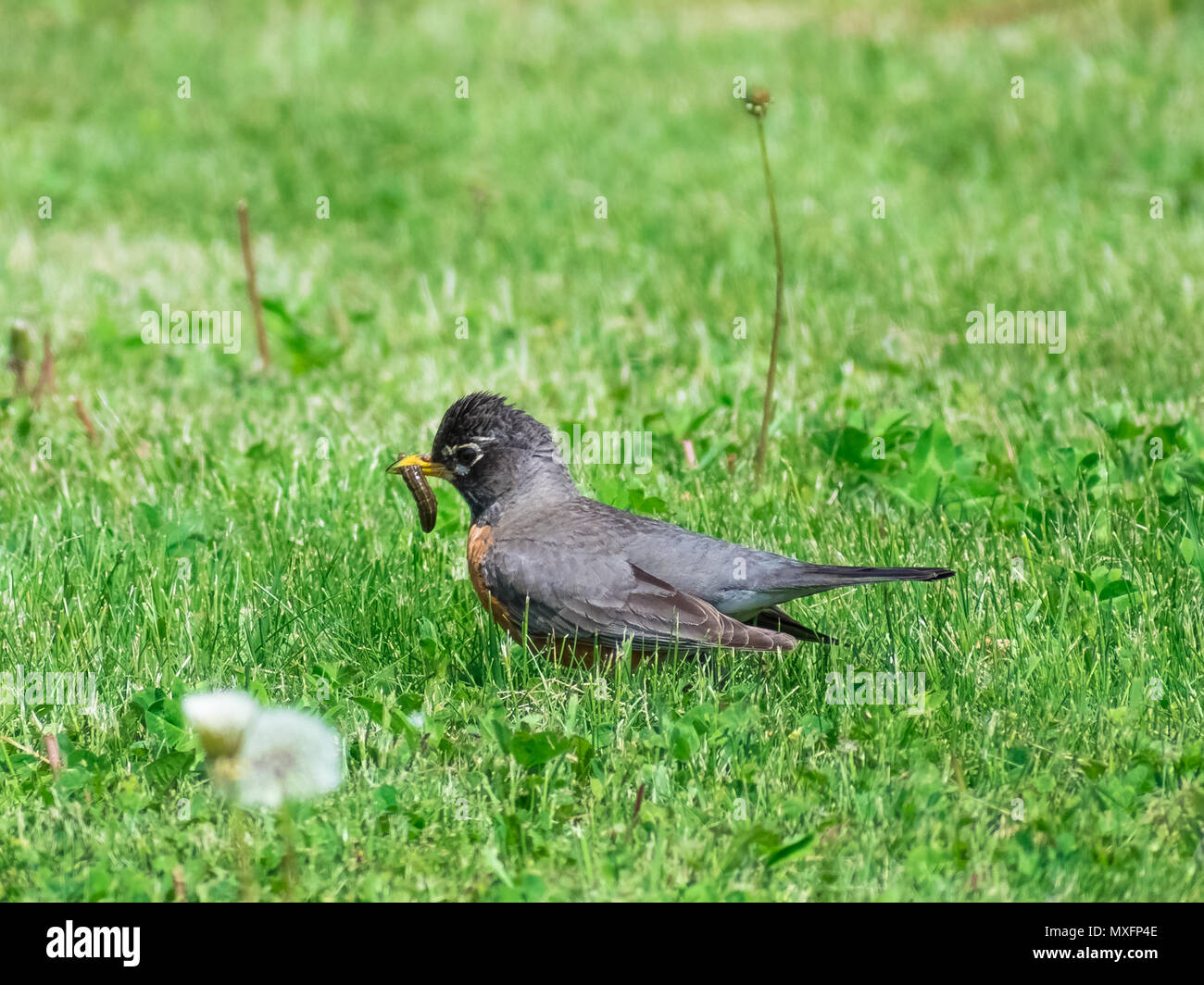 american robin with worm in mouth Stock Photo - Alamy