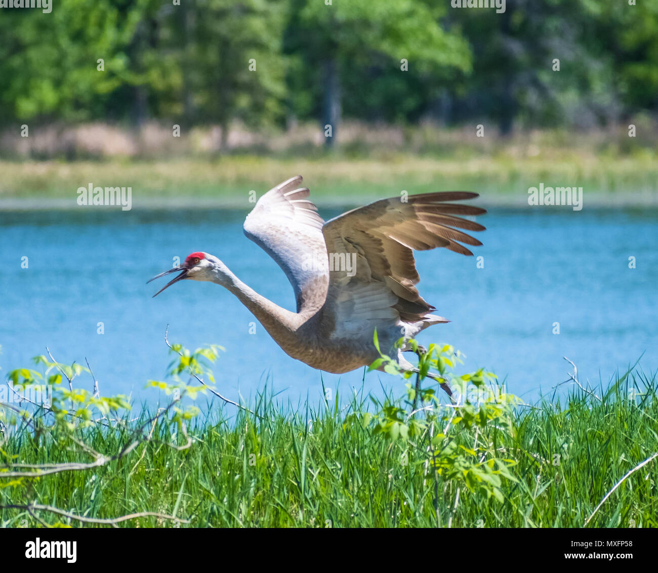 sandhill crane about to fly Stock Photo - Alamy