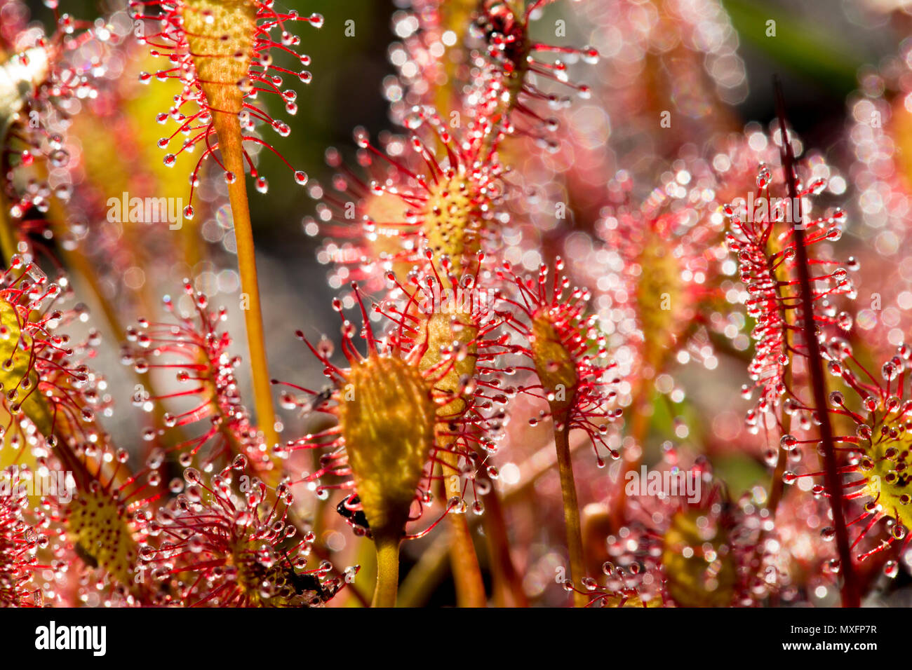 An oblong-leaved sundew, Drosera intermedia, in morning sunlight with ...