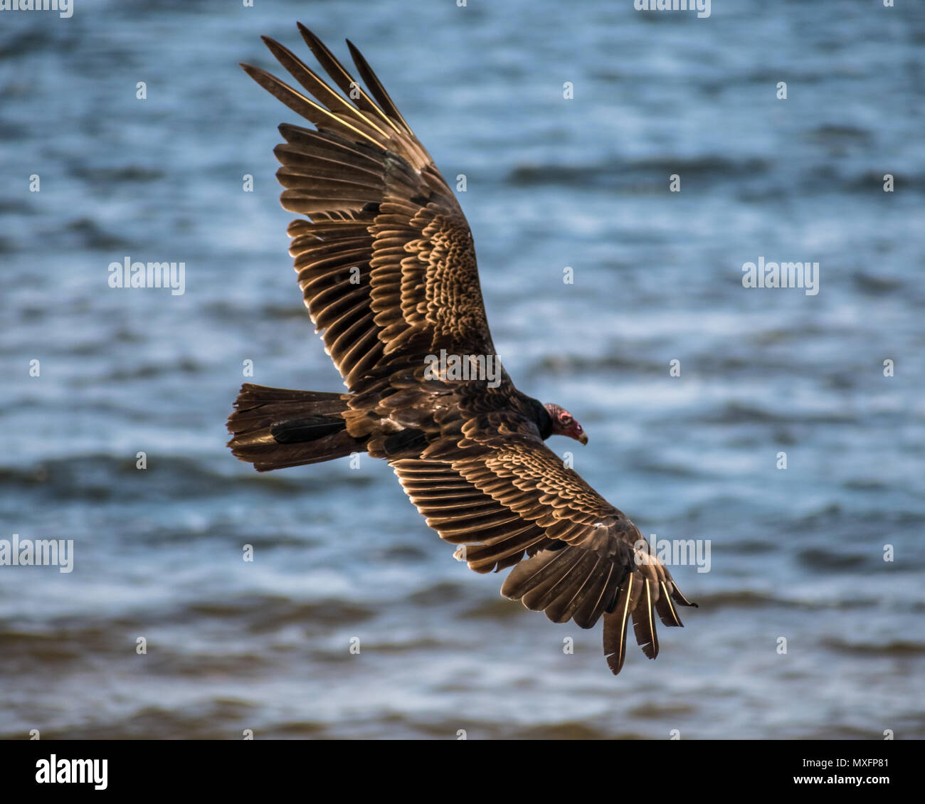 turkey vulture flying over water Stock Photo - Alamy