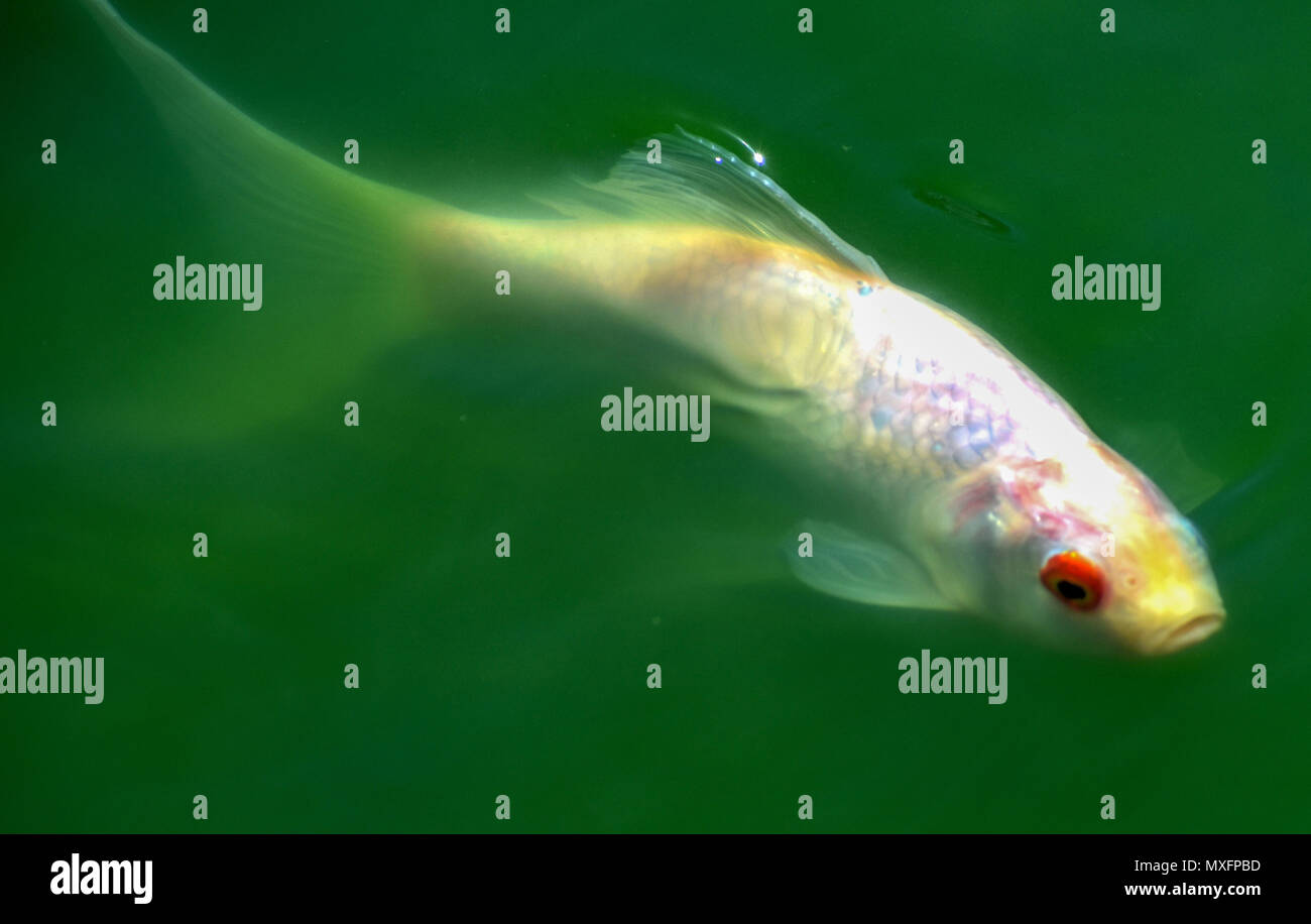 beautiful white koi fish swimming so angelic like through the water ...