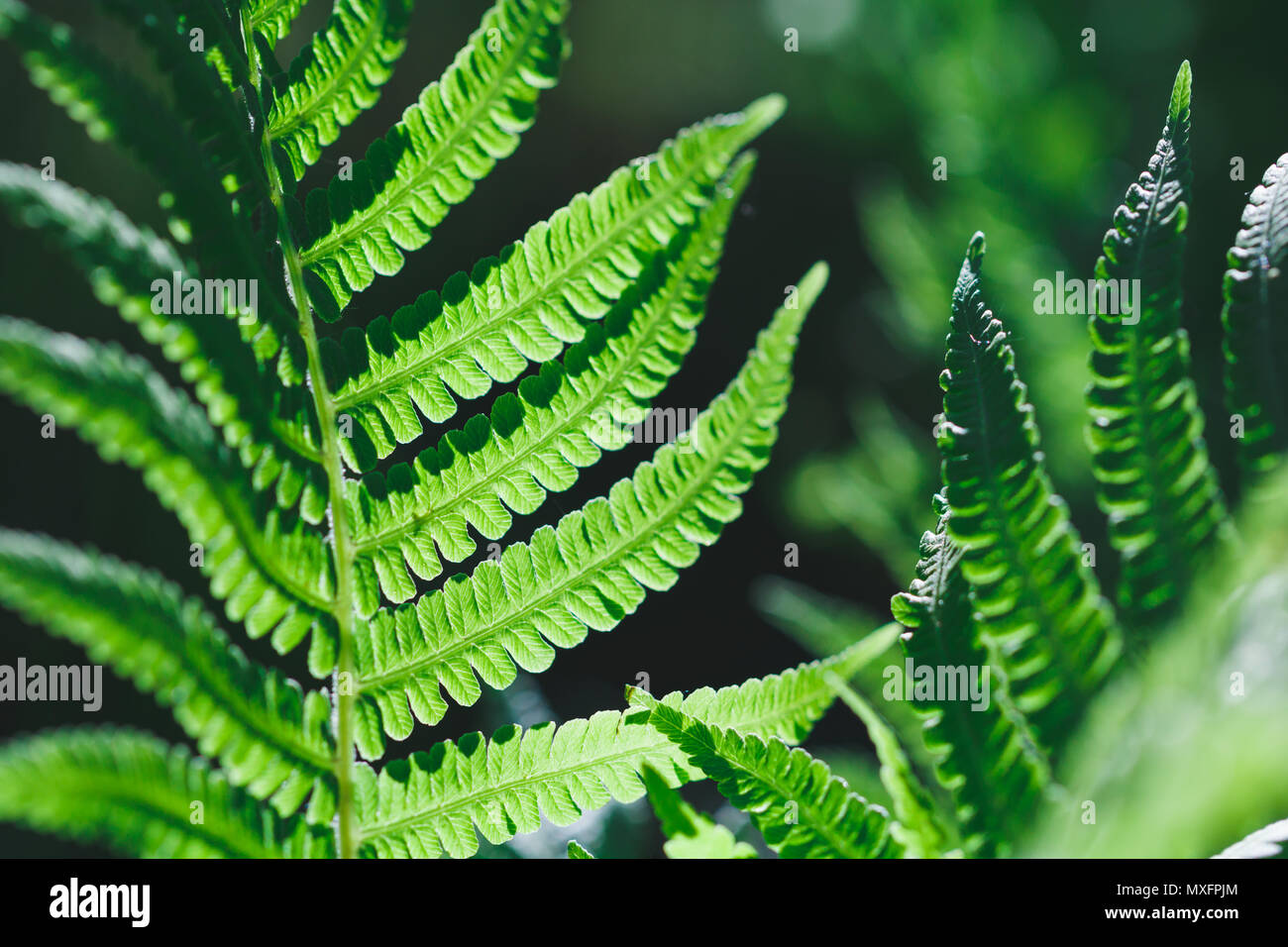Macro photography of a fern in a tropical forest. Nature background ...