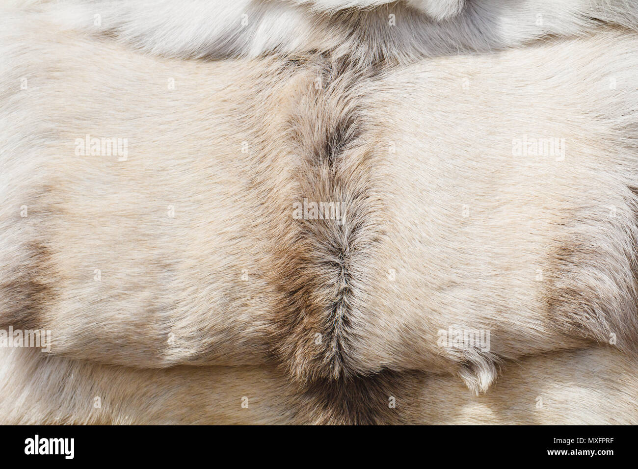 Wolf skin hi-res stock photography and images - Alamy