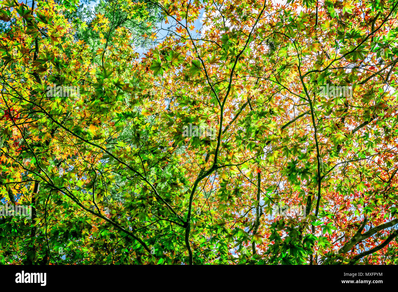 Green and golden brown tree canopy backlit by the sun in spring Stock ...