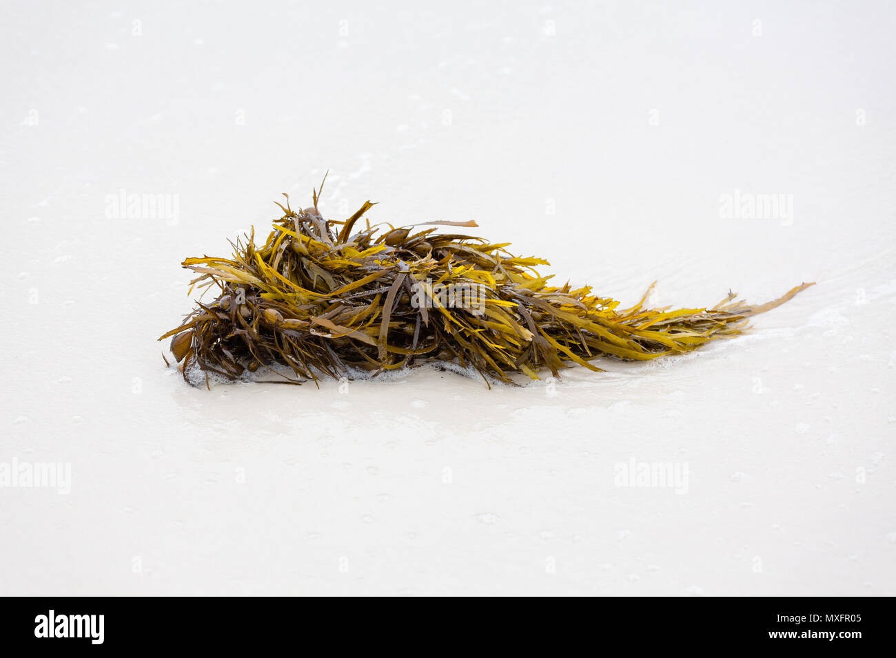 Seaweed isolated sand hi-res stock photography and images - Alamy