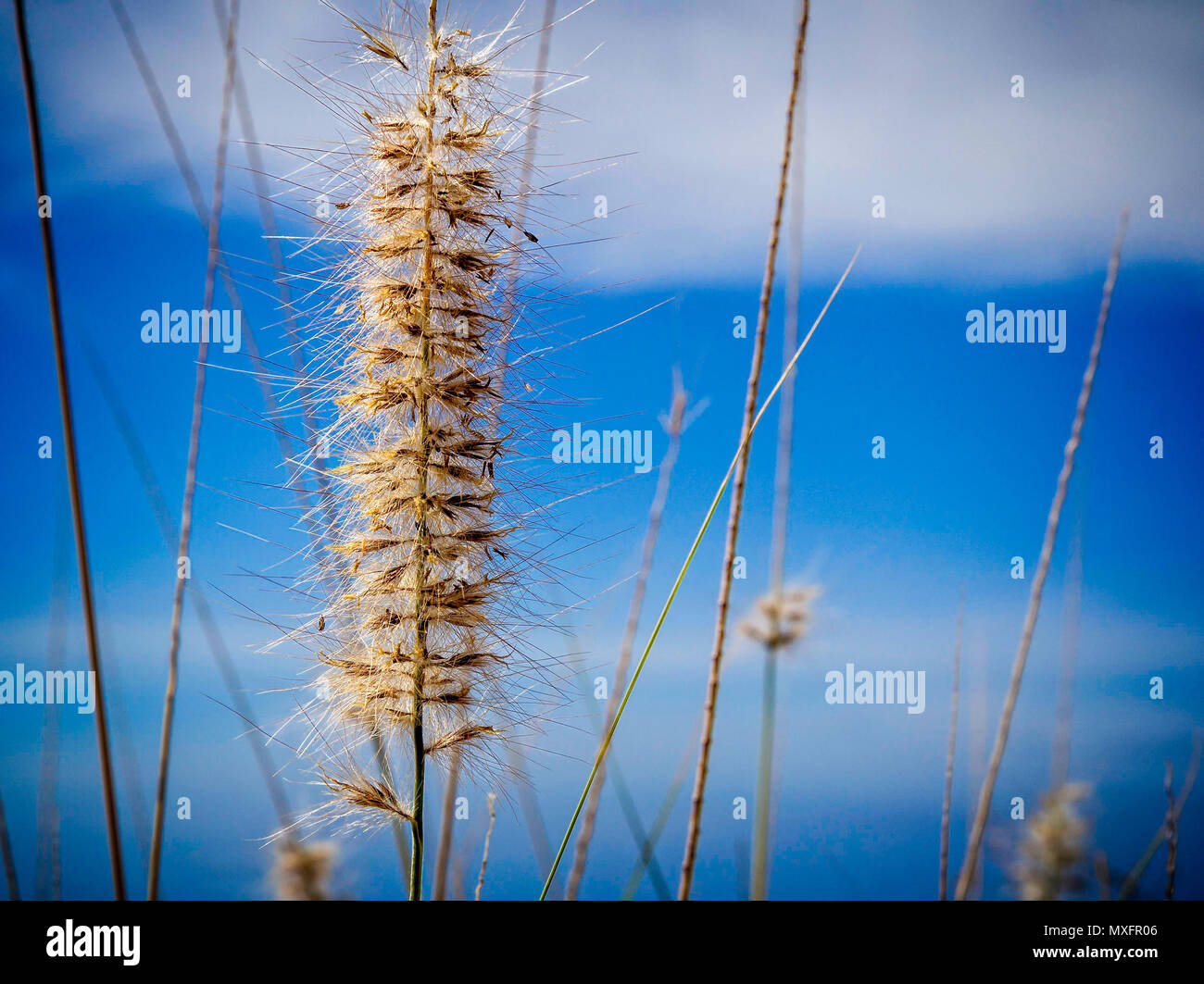 Blue reed design illustration hi-res stock photography and images - Alamy