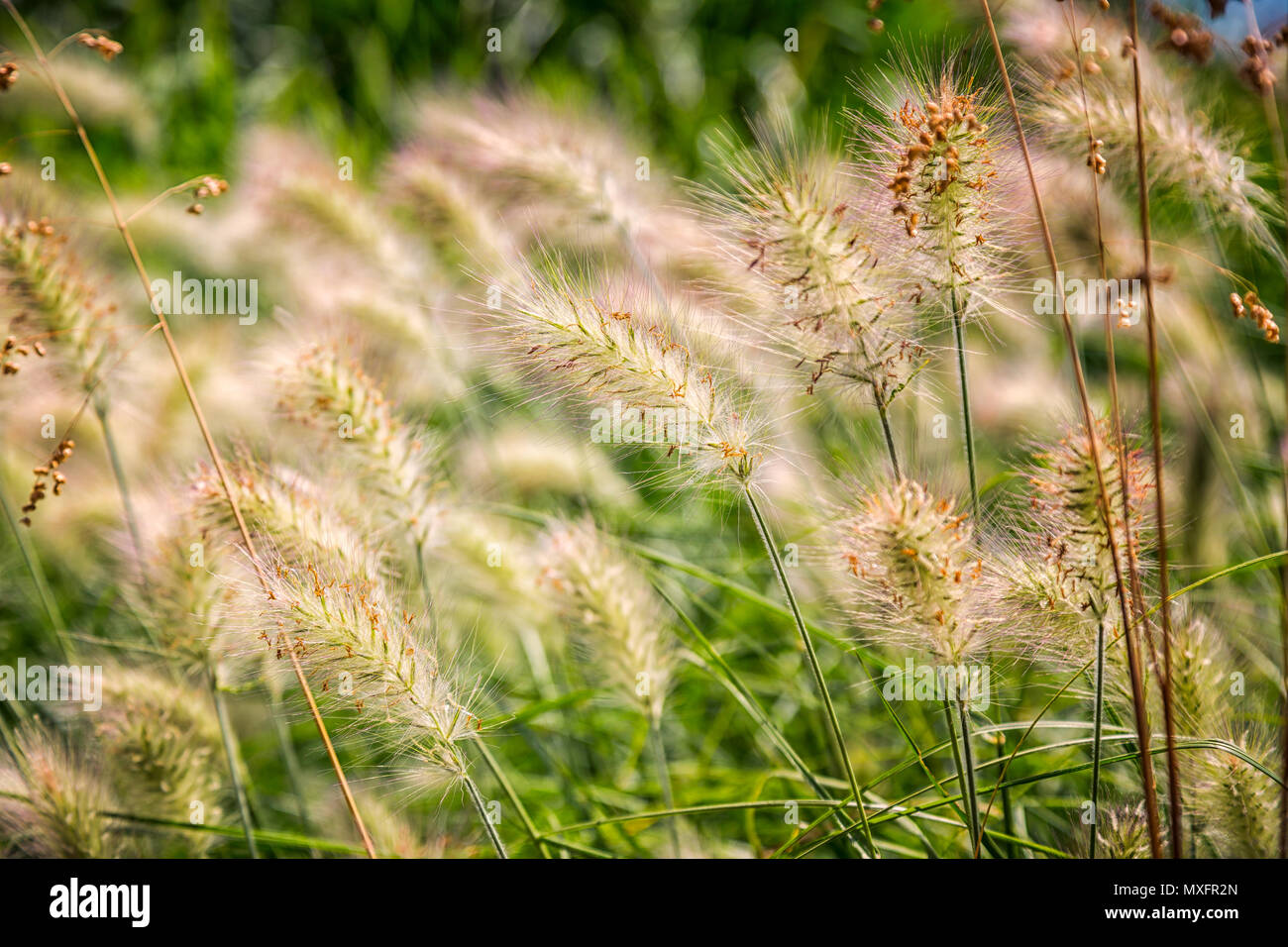 Backlit ears hi-res stock photography and images - Alamy