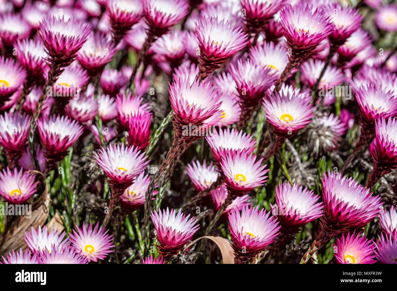 Australian native floral pattern hi-res stock photography and images ...