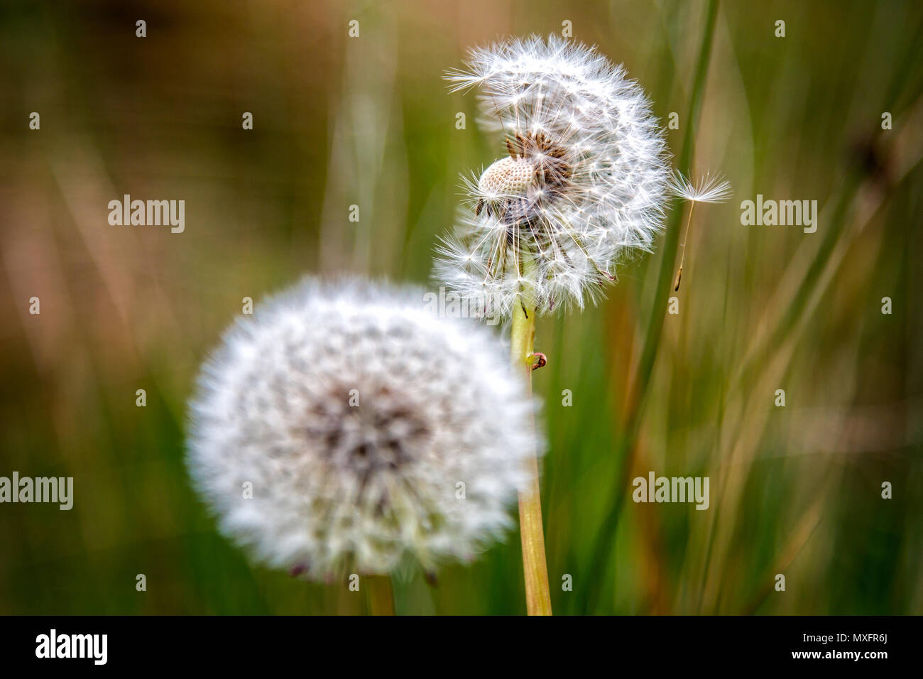 Dandelion seed dispersal hi-res stock photography and images - Alamy