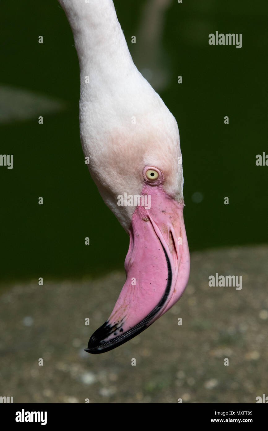 flamingoes are beautiful birds and the unique colour based on the fish ...