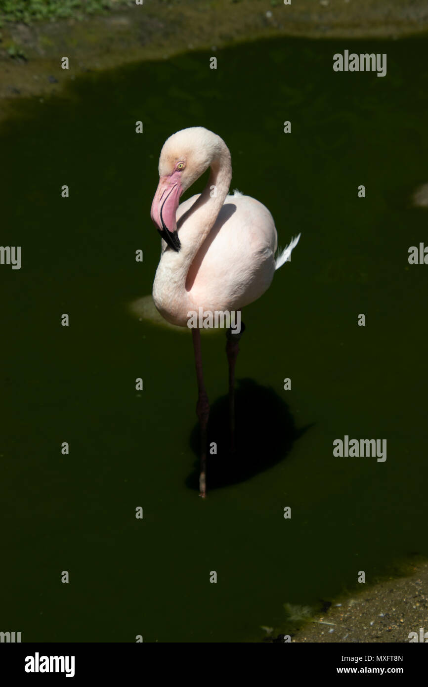 flamingoes are beautiful birds and the unique colour based on the fish ...
