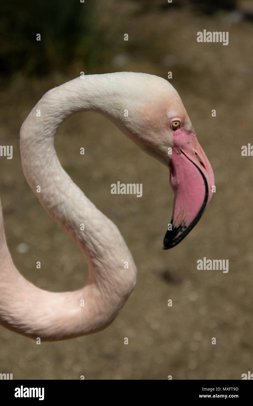 flamingoes are beautiful birds and the unique colour based on the fish ...