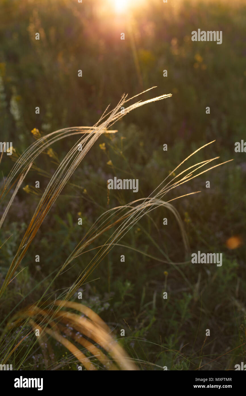 Grass feather hi-res stock photography and images - Alamy