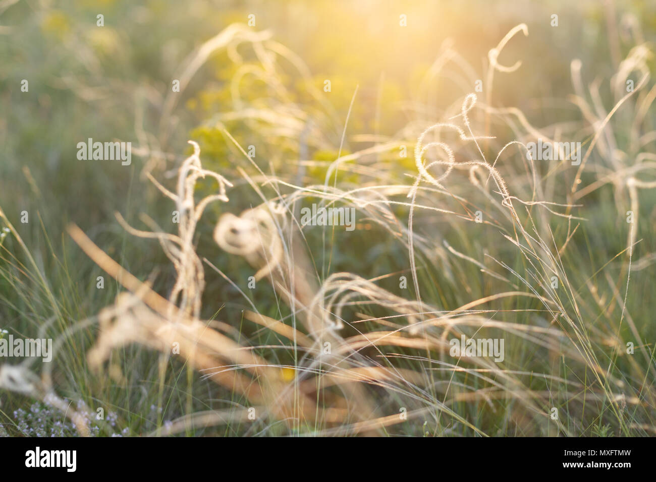 Spring grass in wind close hi-res stock photography and images - Alamy