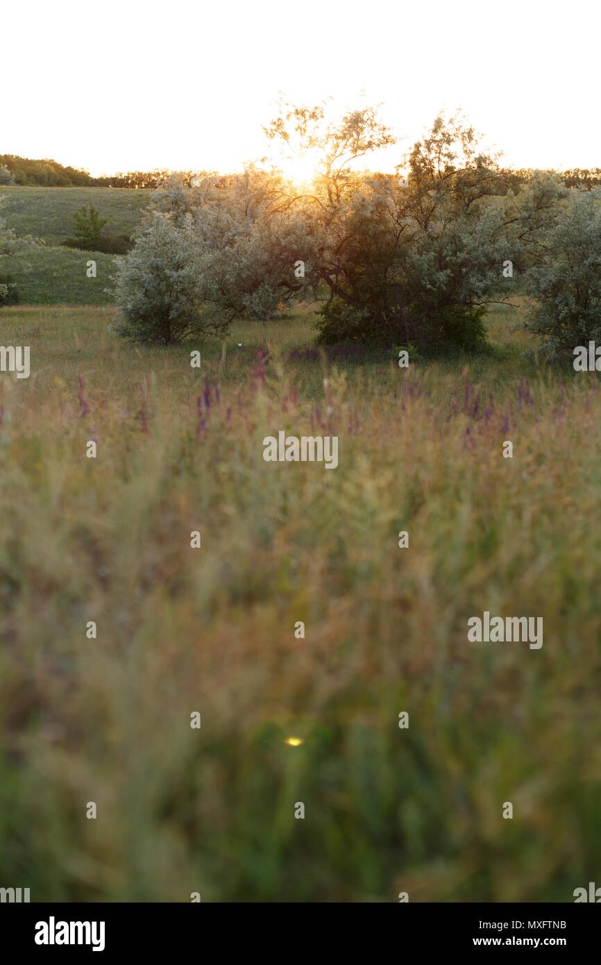 Meadow growth hi-res stock photography and images - Alamy