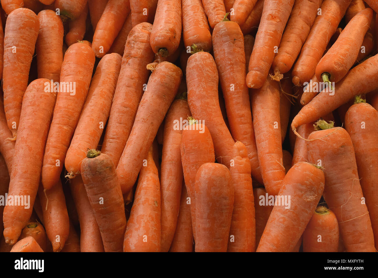 Orange carrots, fresh, food background from orange long carrots ...