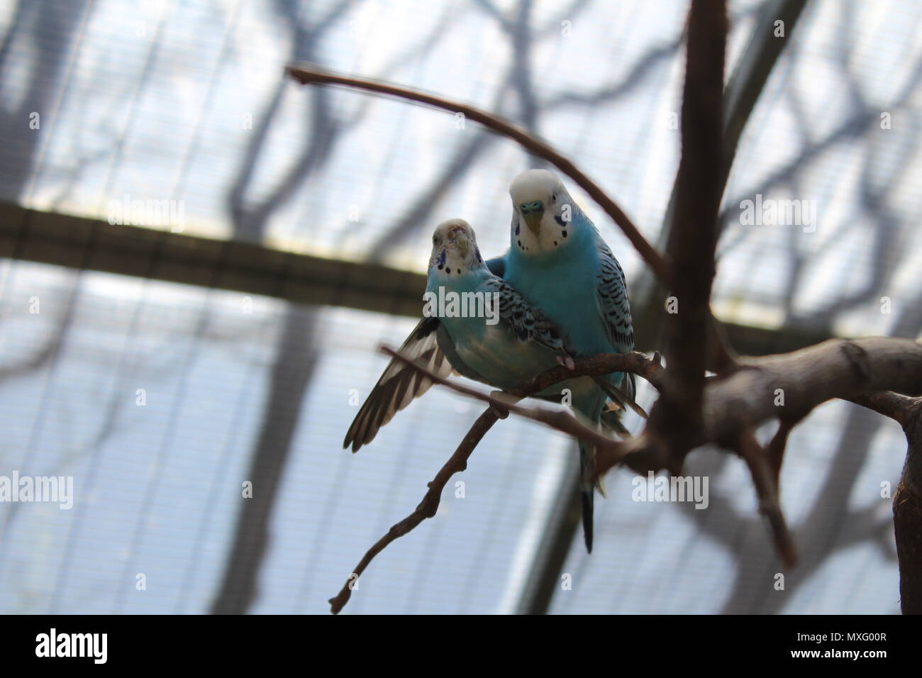 Two budgies, also known as common parakeets, displaying mating behavior ...