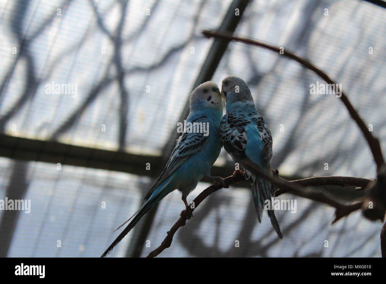 Two budgies, also known as common parakeets, displaying mating behavior ...