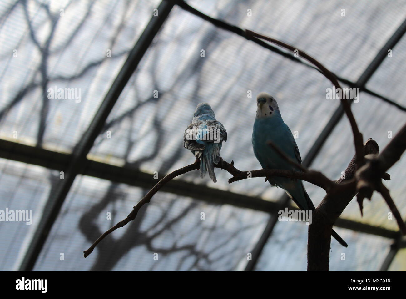 Two budgies, also known as common parakeets, displaying mating behavior ...