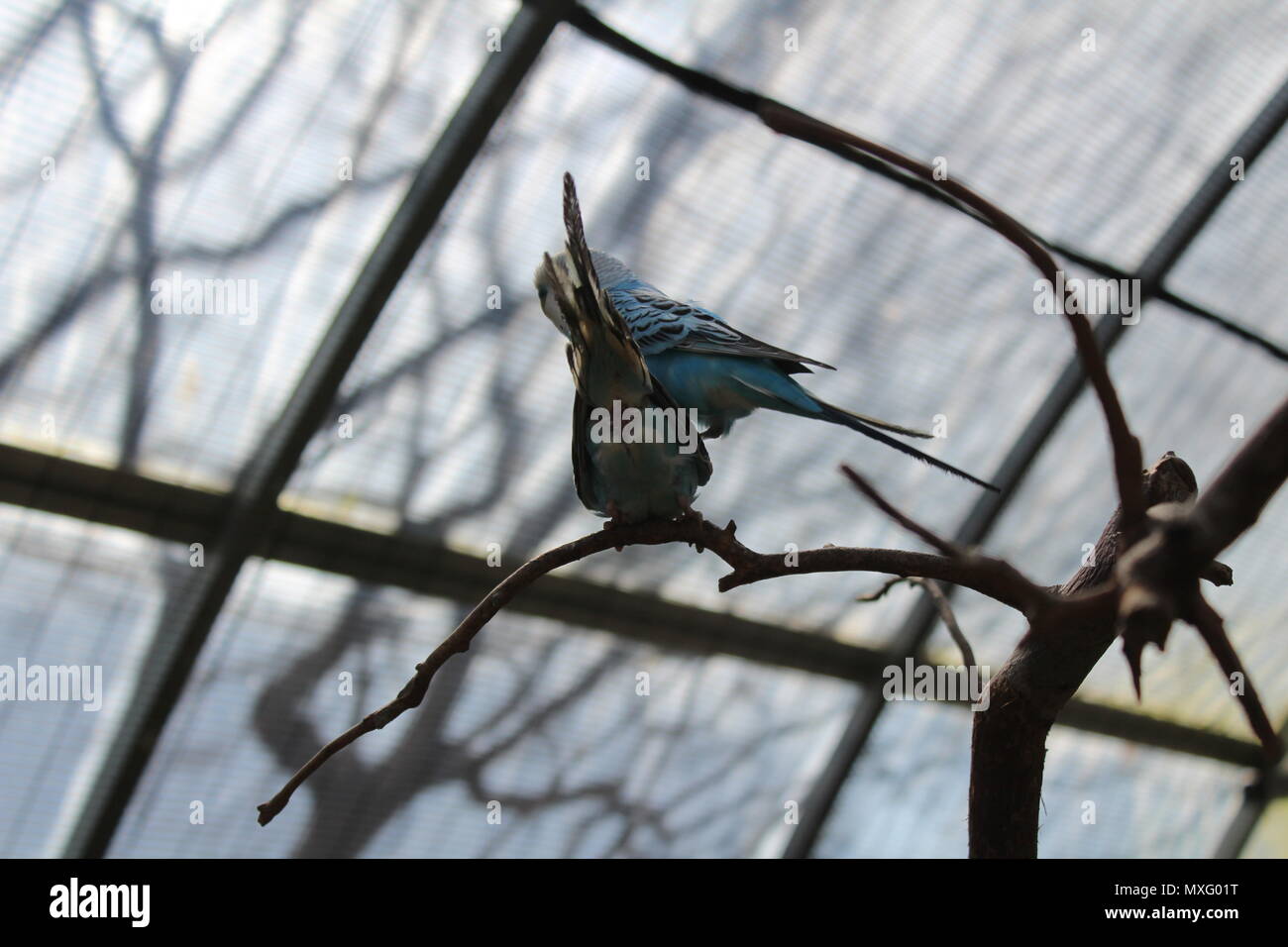 Two budgies, also known as common parakeets, displaying mating behavior ...