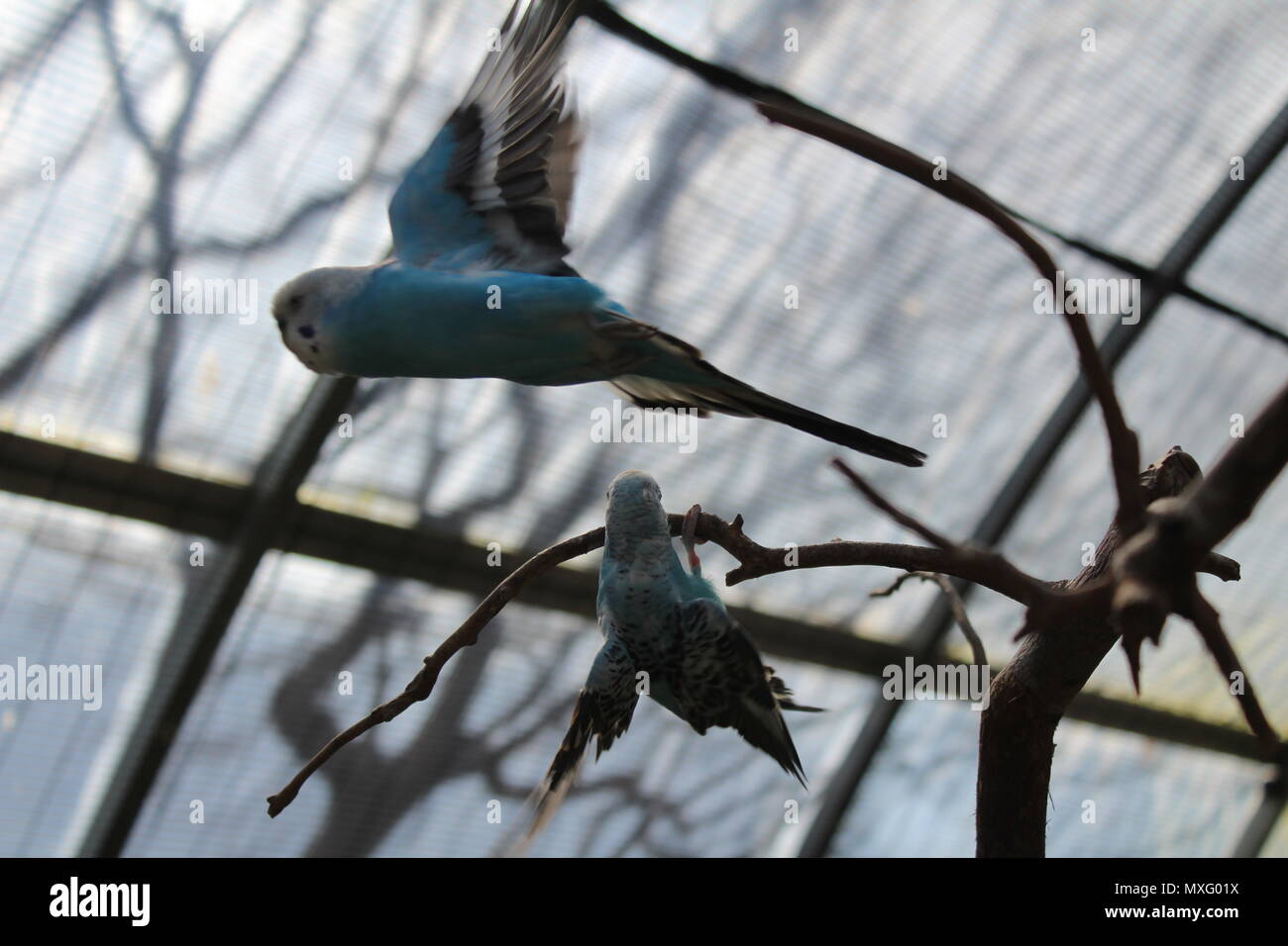 Two budgies, also known as common parakeets, displaying mating behavior ...