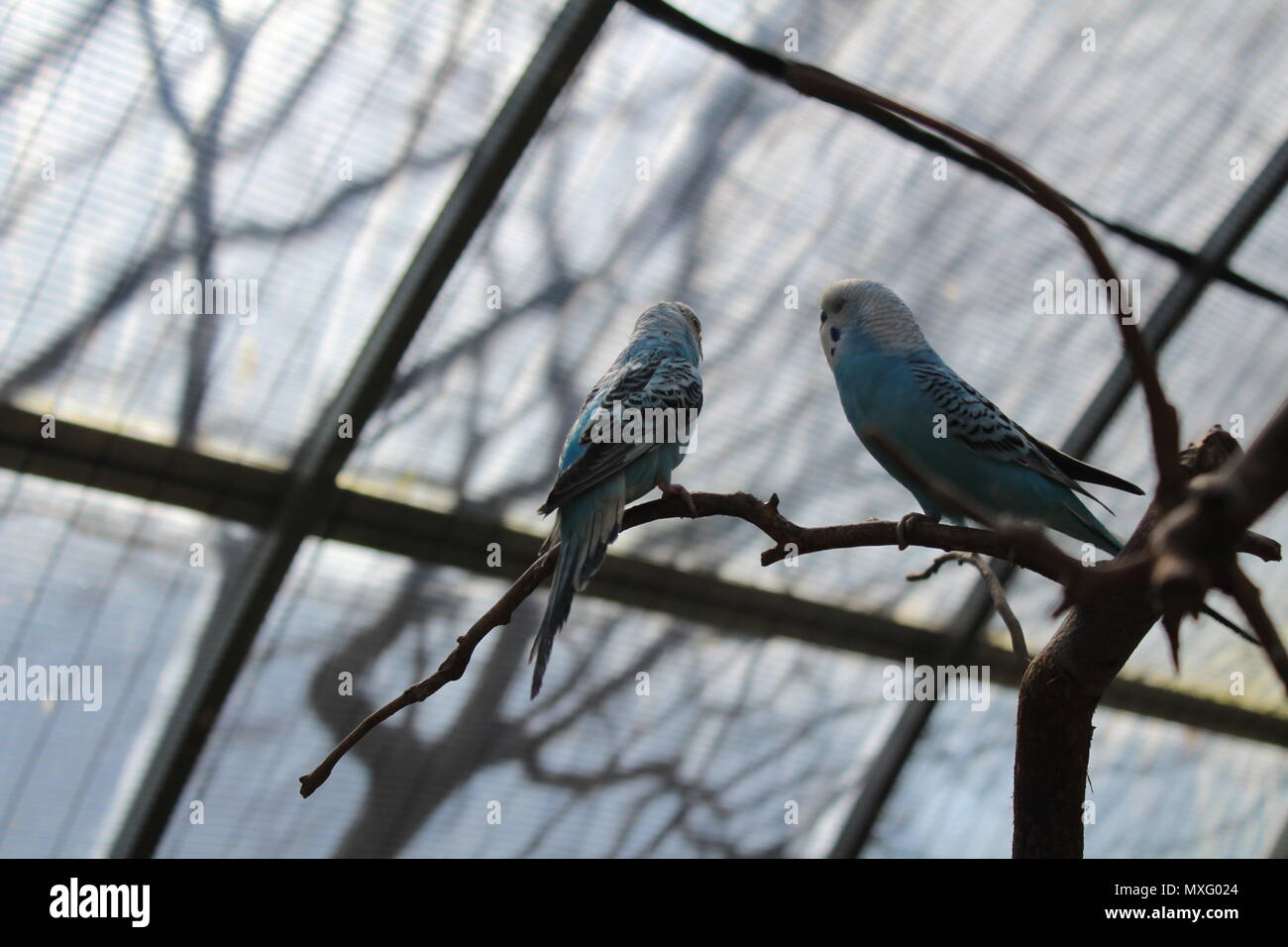 Two budgies, also known as common parakeets, displaying mating behavior ...