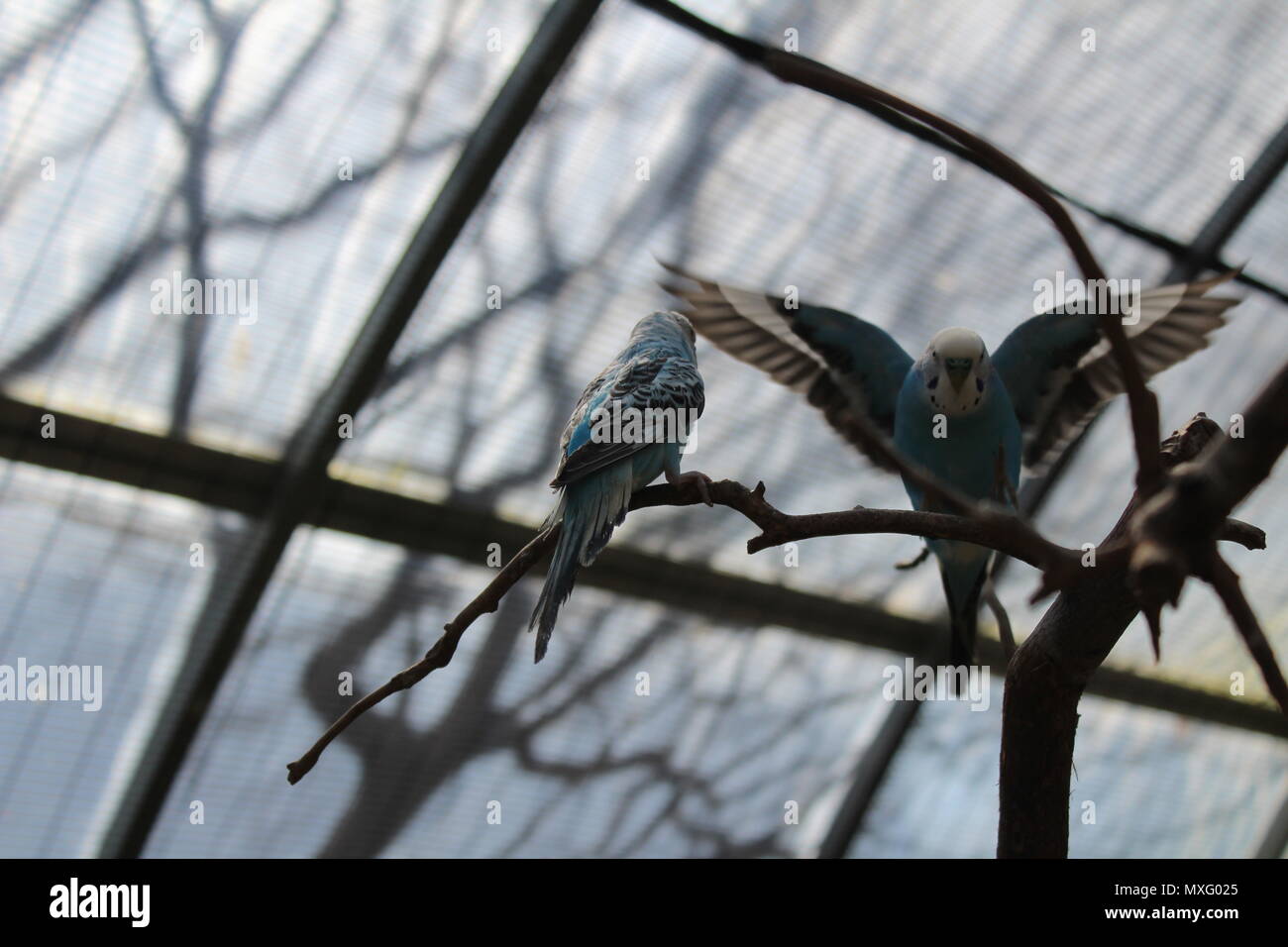 Two budgies, also known as common parakeets, displaying mating behavior ...