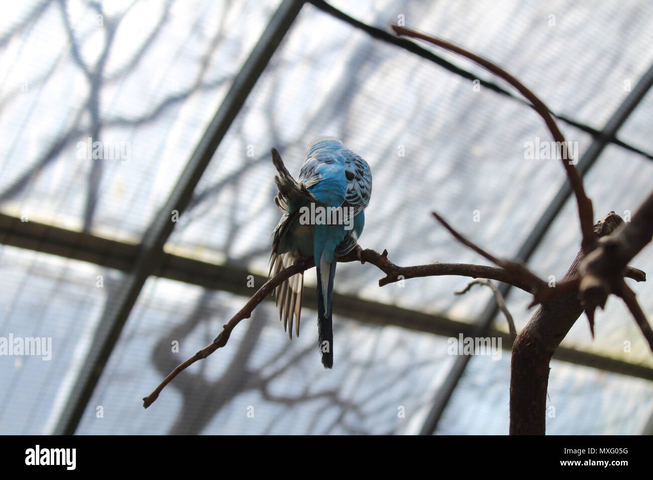 Two Budgies, or common parakeets, displaying mating behavior in an ...