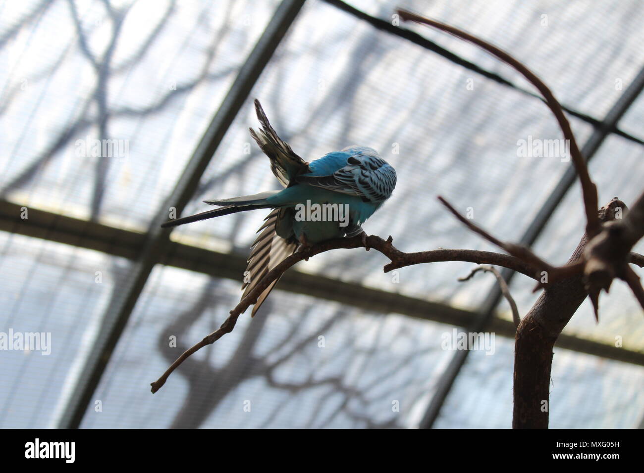 Two budgies, also known as common parakeets, displaying mating behavior ...